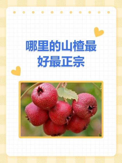 山楂好剧app下载图标