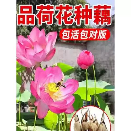 莲藕能种出荷花吗图标