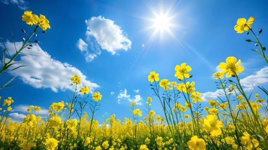 下载花田图标