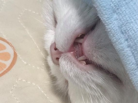 猫咪嘴合不上图标
