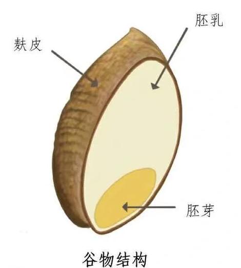 咋上麦图标