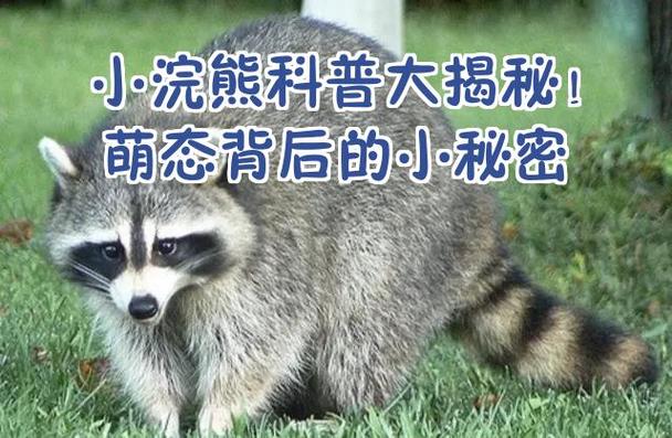 宠物小浣熊多少元一只图标