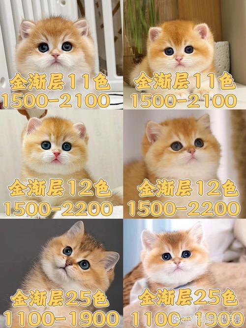 金渐层哪种色号贵图标