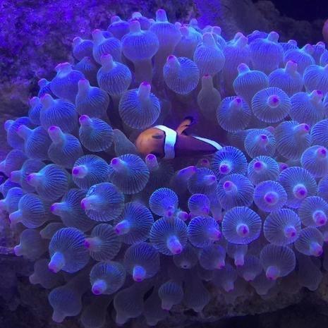 紫点海葵好养吗图标