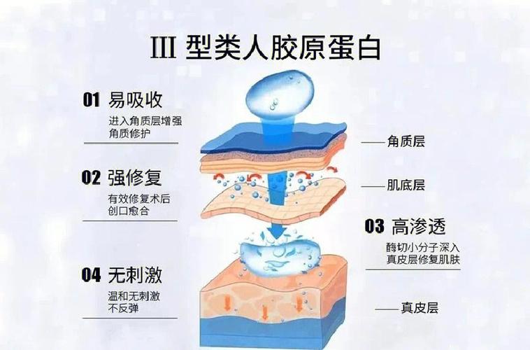 重组三型胶原蛋白的功效与作用图标