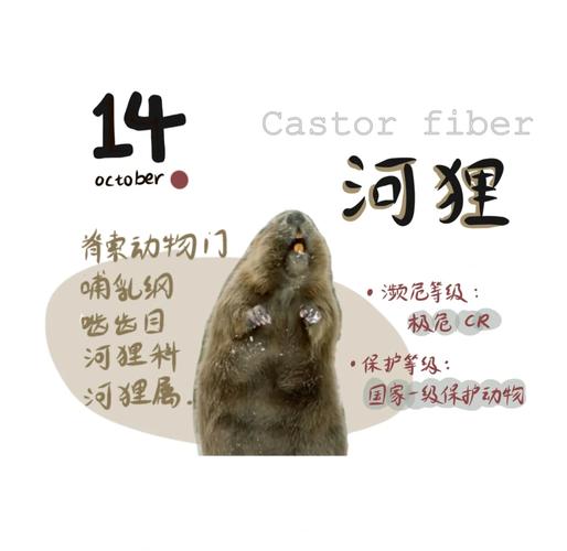 河狸一只多少元