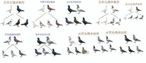 种鸽配对记录表格图截图