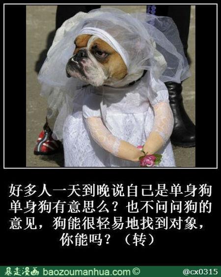 单身狗图片头像图标