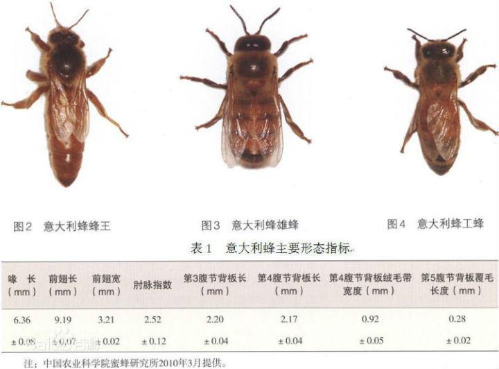 养蜂名称大全截图