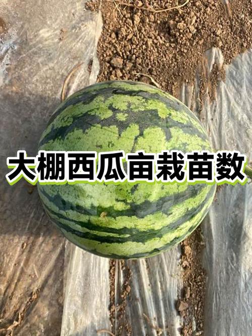 西瓜大棚一亩多少钱图标