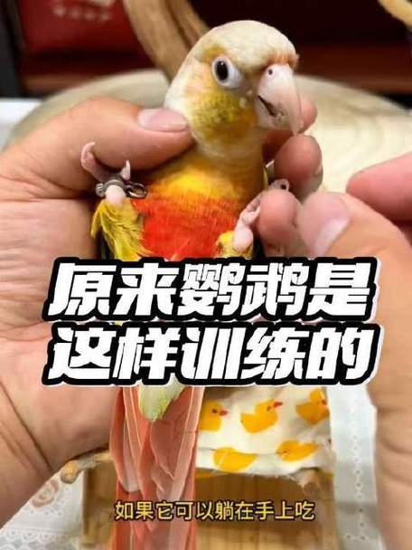 如何驯化鹦鹉图标