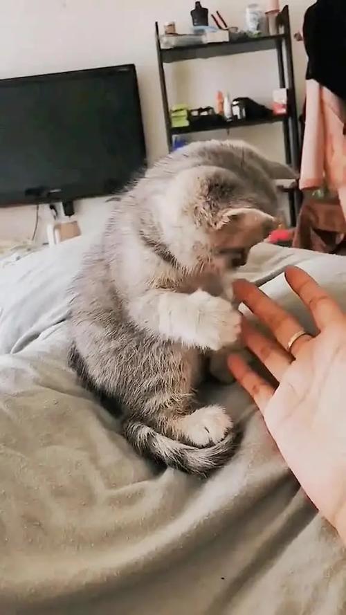 小奶猫的视频图标