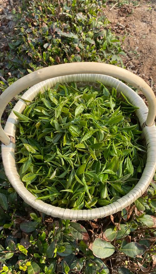 绿茶直播软件介绍图标