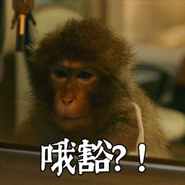 猴子表情包gif图标