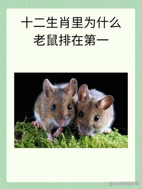 十二生肖为什么老鼠排第一截图