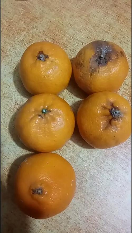 烂橘子离线模式