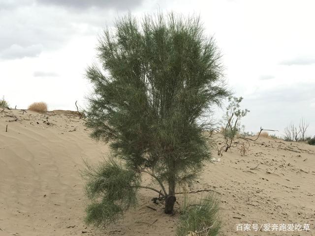 支付宝种什么树最旺图标