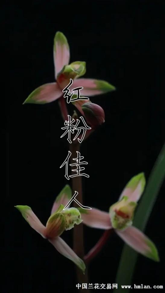 红粉佳人57图标