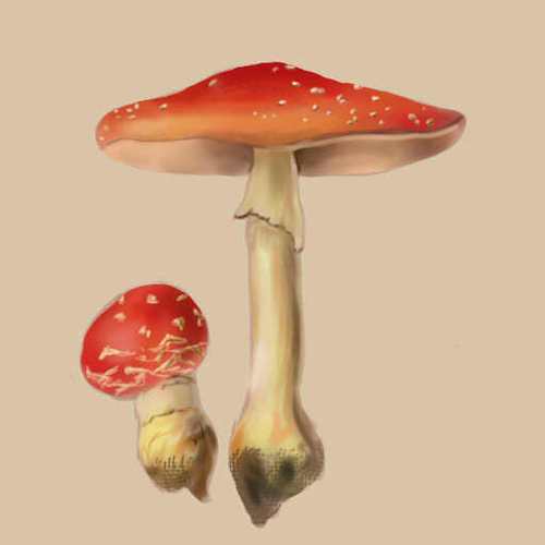 蘑蘑菇菇图标