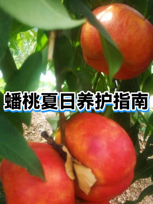 蟠桃修剪视频图标