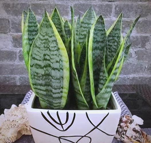 去甲醛的植物有什么截图