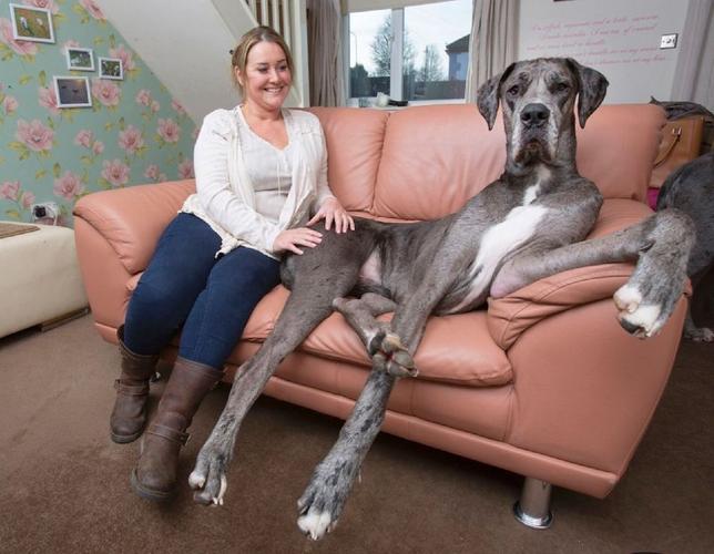 人犬合集(脑洞短篇)笔趣阁,人截图