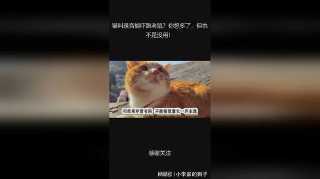 吓老鼠的猫叫声音图标