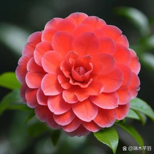 山茶红和幸运红截图
