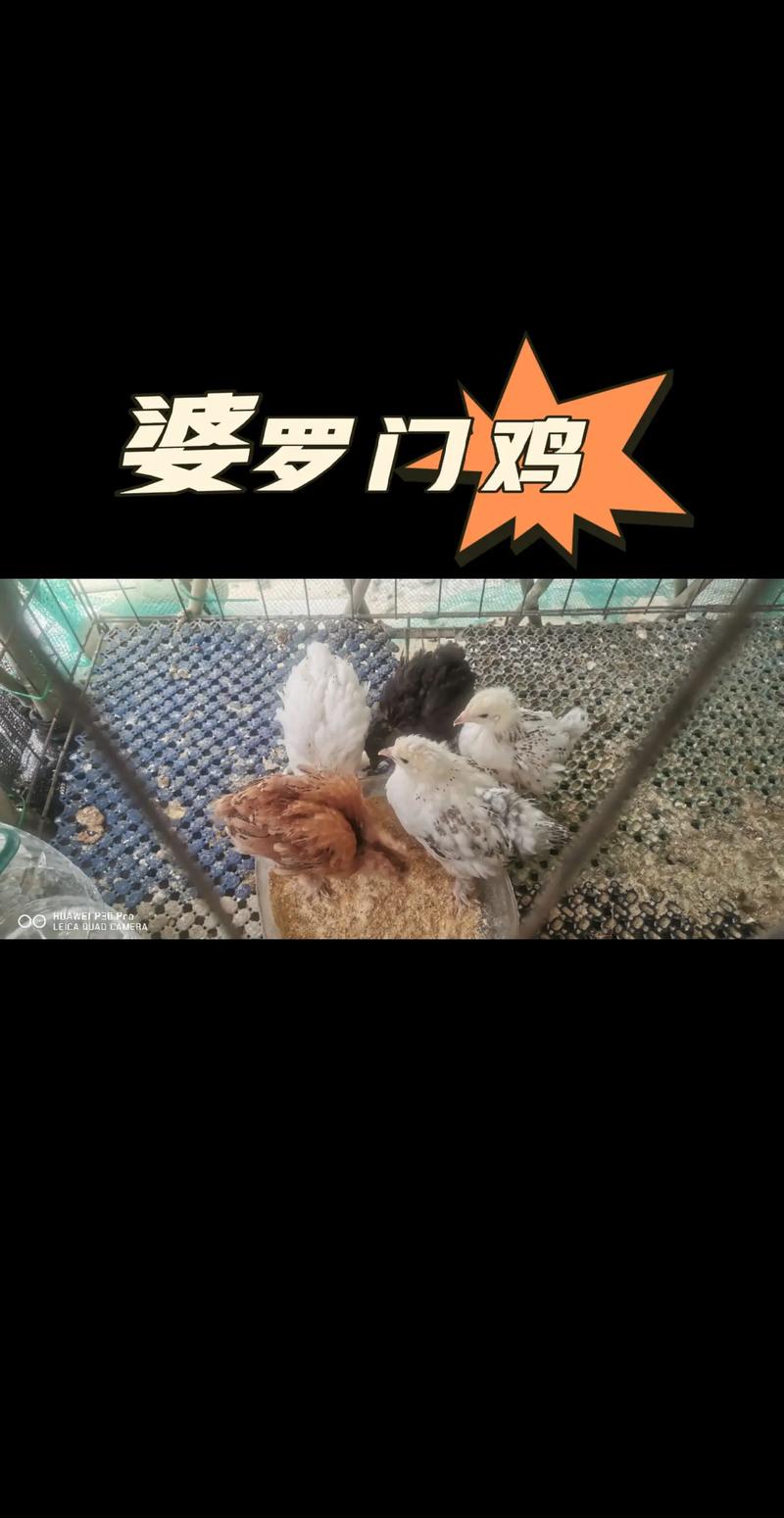 一起来养鸡正版图标