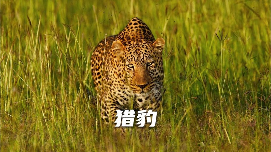 动物世界视频解说图标
