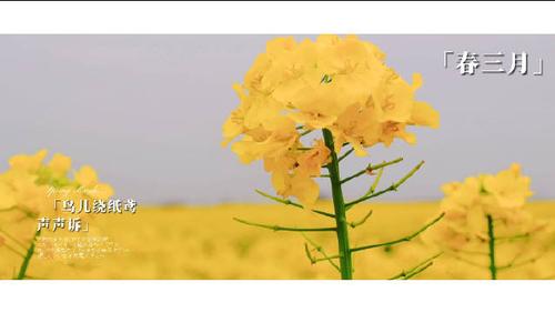 云上花破解版截图