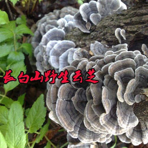 什么叫云芝?它和灵芝有什么区别图标