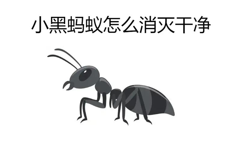 家里有小黑蚂蚁怎么能彻底消灭图标
