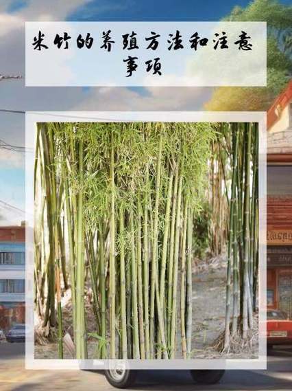 米竹的养殖方法和注意事项图标