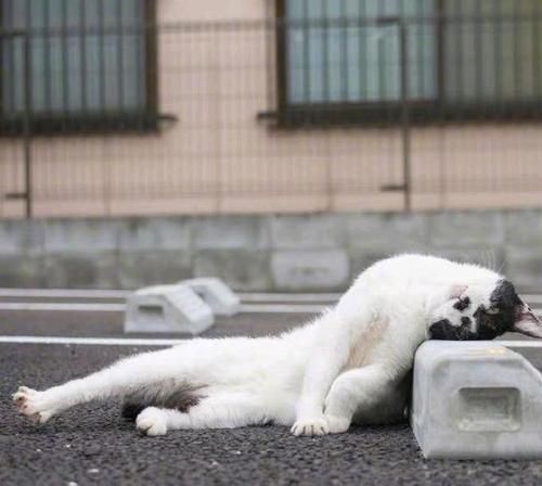 猫咪走路偏偏倒倒截图