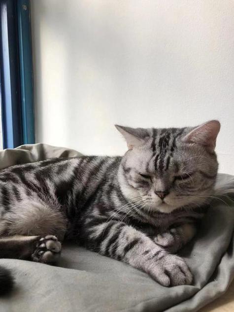 猫一个人在家能撑几天图标