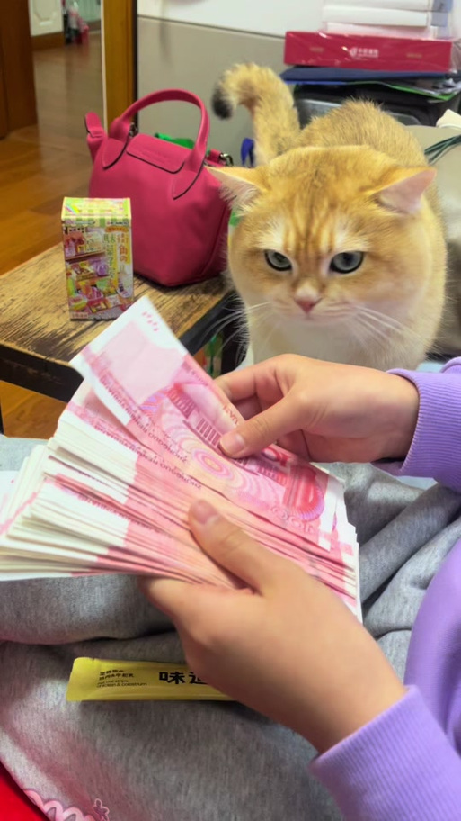 猫送给别人需要包红包吗图标
