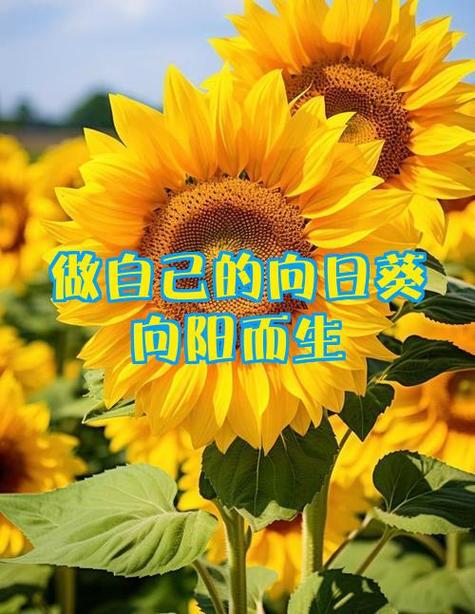 向日葵团队真的赚钱吗