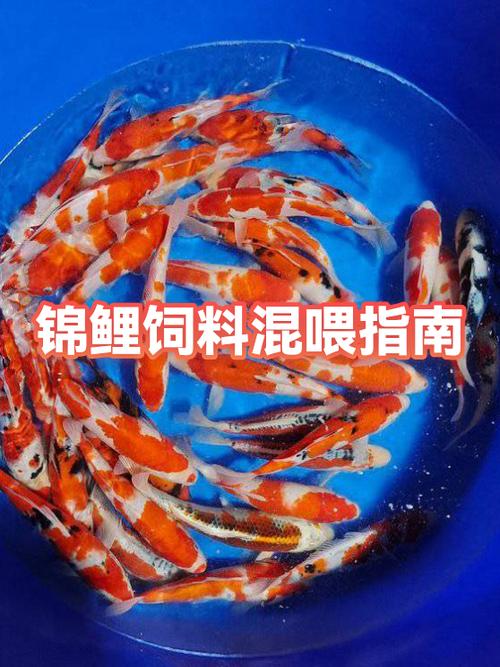 锦鲤饲料怎么喂图标