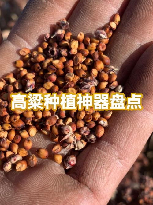 100斤高粱出多少酒图标