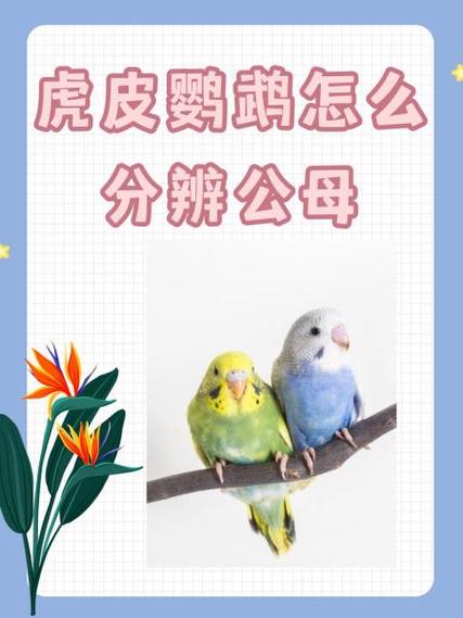 虎皮鹦鹉什么季节繁殖截图