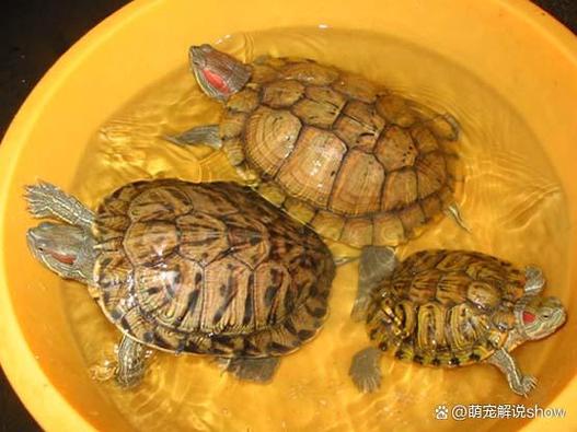 家里养乌龟吉利吗图标