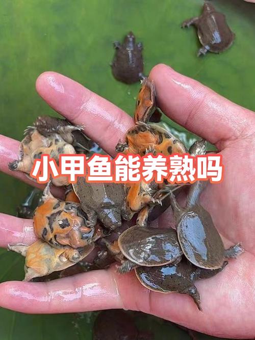 水鱼怎么比大小截图