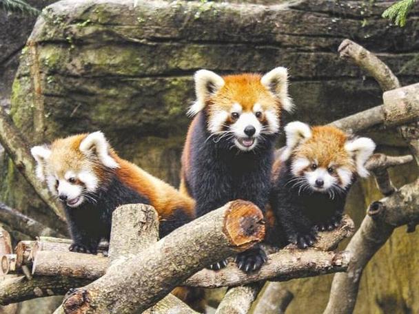 小熊猫有近亲吗图标