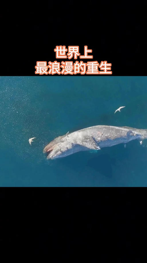 抖音鲸落图标