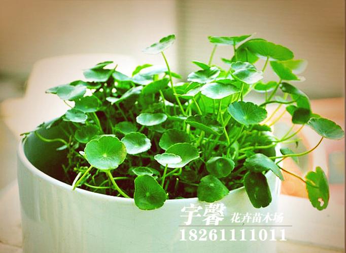 水培植物批发
