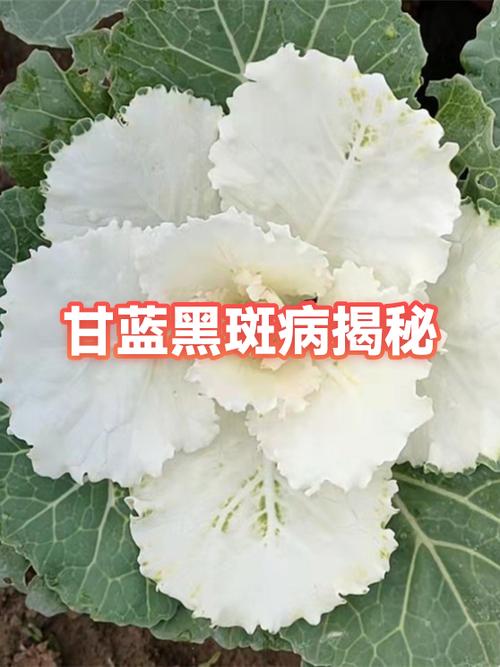 手机屏幕黑斑是什么原因图标