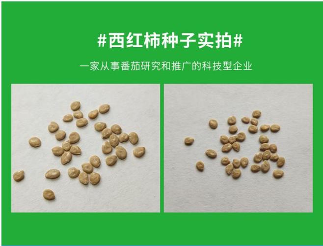 番茄用什么种子种