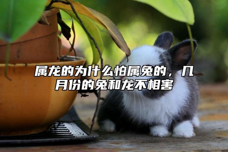几月份的兔和龙不相害截图
