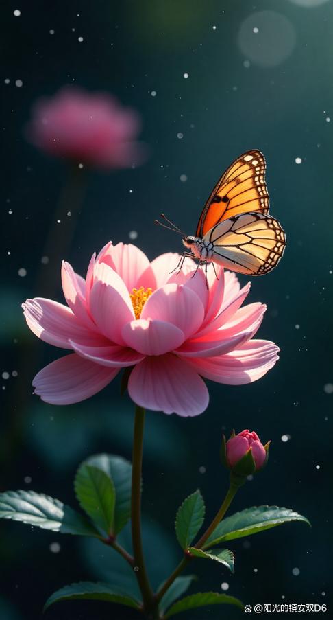 花和蝶的图片大全截图